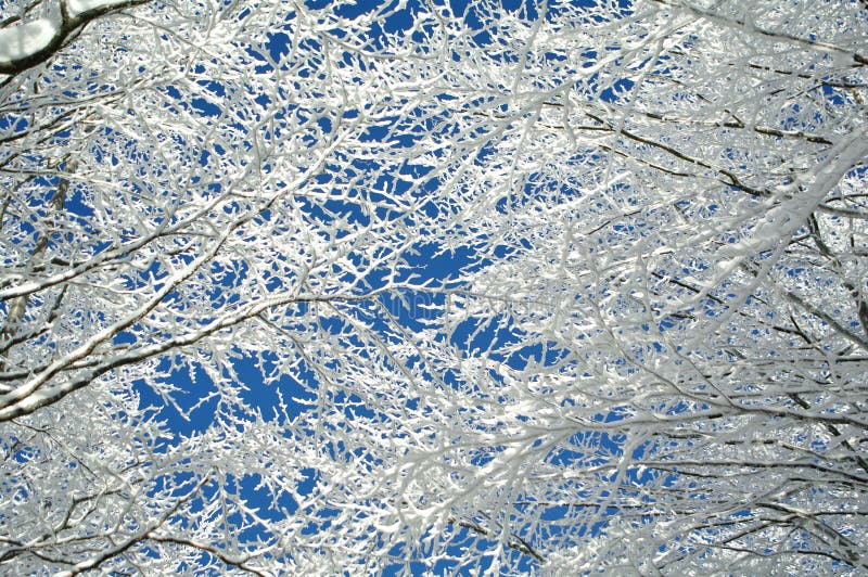Snow Covered Thin Branches. Stock Image - Image of pattern, galaverna ...