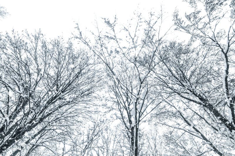 Snow Covered Top Trees ,Winter Trees Crown Stock Photo - Image of snow ...