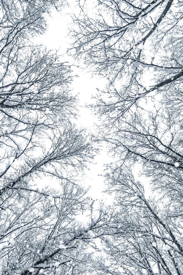 Snow Covered Top Trees ,Winter Trees Crown Stock Photo - Image of crown ...