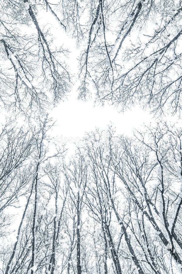 Snow Covered Top Trees ,Winter Trees Crown Stock Photo - Image of ...