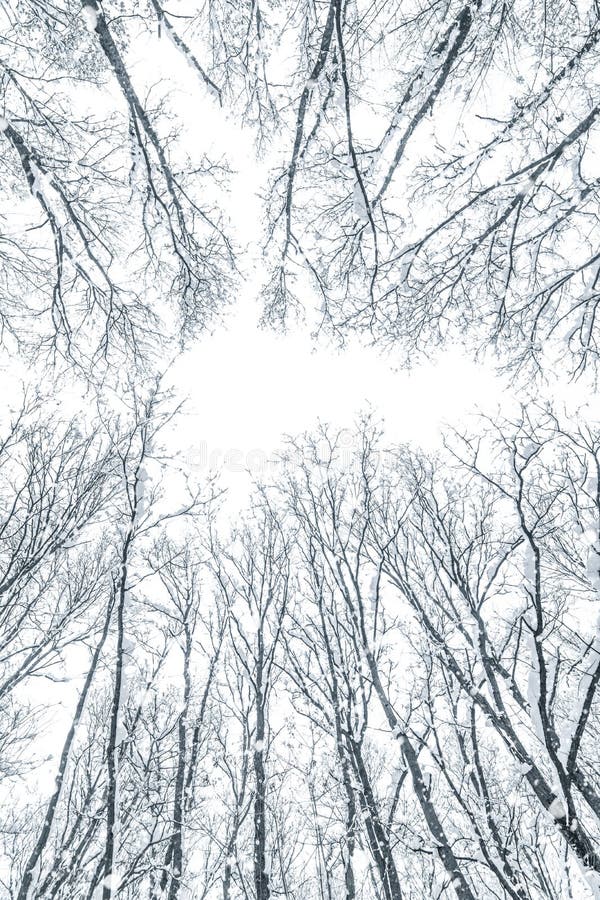 Snow Covered Top Trees ,Winter Trees Crown Stock Image - Image of ...
