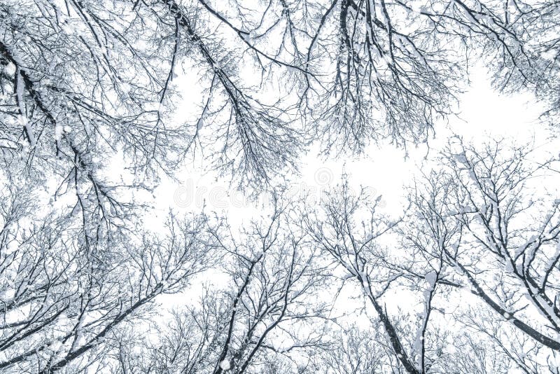 Snow Covered Top Trees ,Winter Trees Crown Stock Image - Image of tall ...