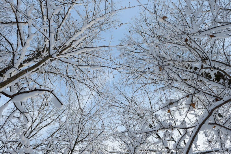Snow-covered Tops of Trees in a Dense Forest in a Winter Stock Image ...