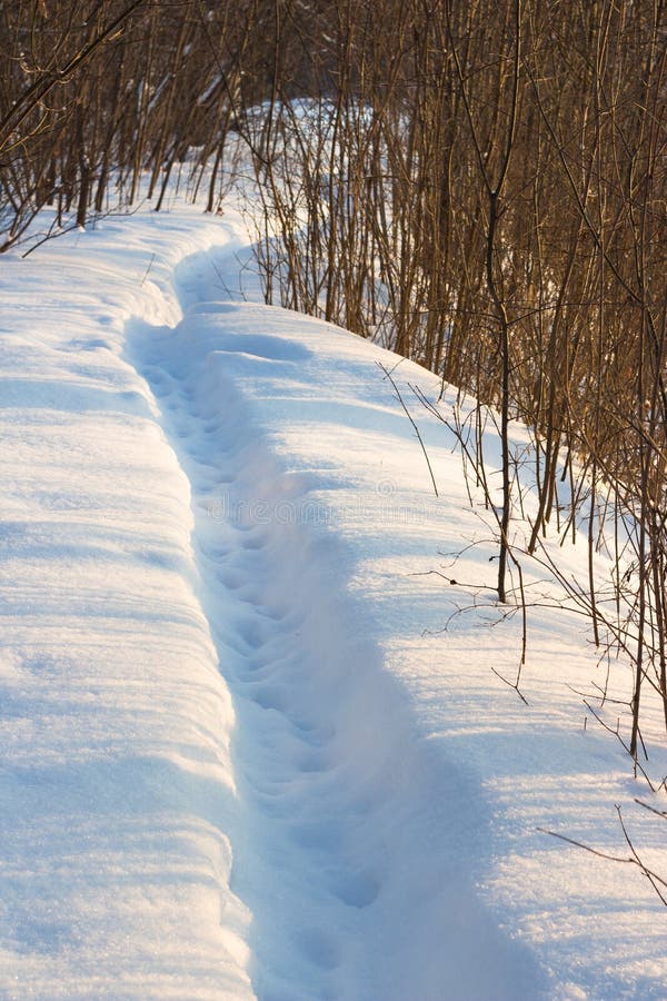 Snow-covered Trail in a Forest Area Stock Photo - Image of outdoor ...