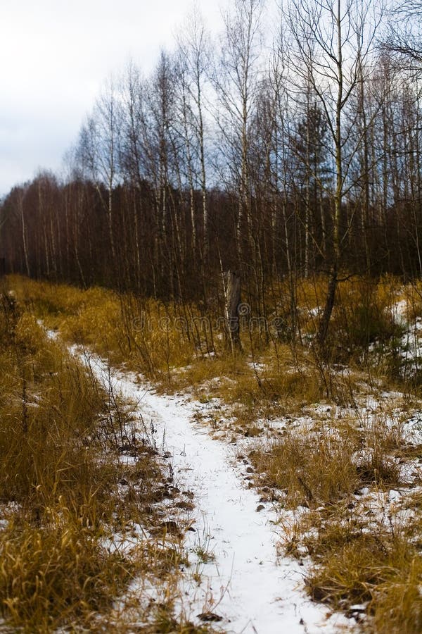 Snow Covered Trail at the Forest Edge Stock Photo - Image of forest ...