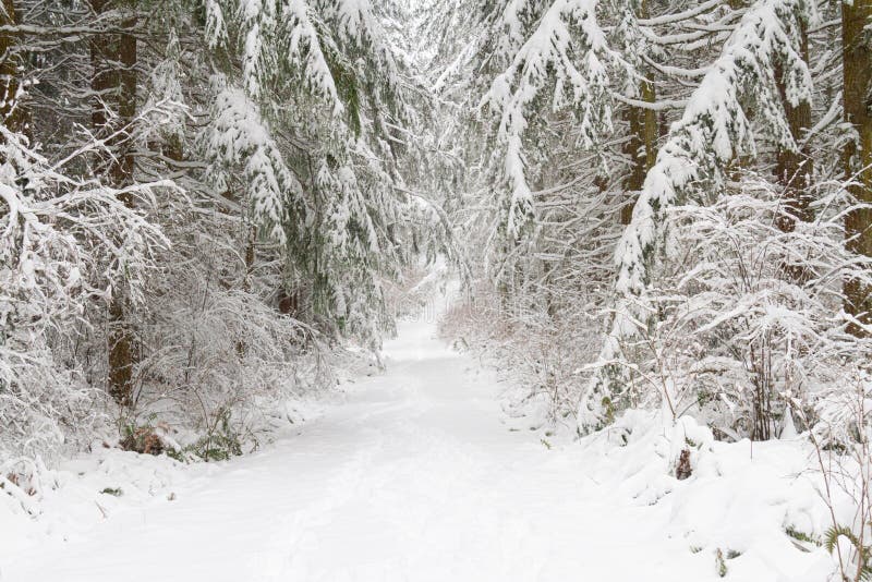 A Snow Covered Trail through a Winter Wonderland Forest Stock Image ...