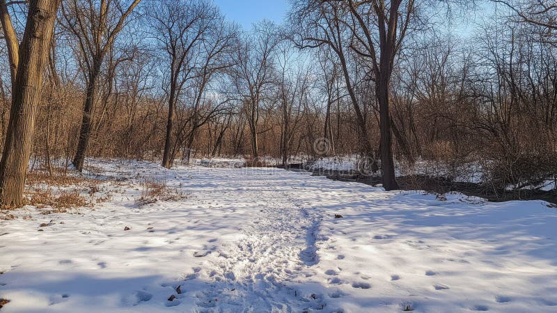 Snow-covered Trails through a Tranquil Forest on a Frosty Day Stock ...