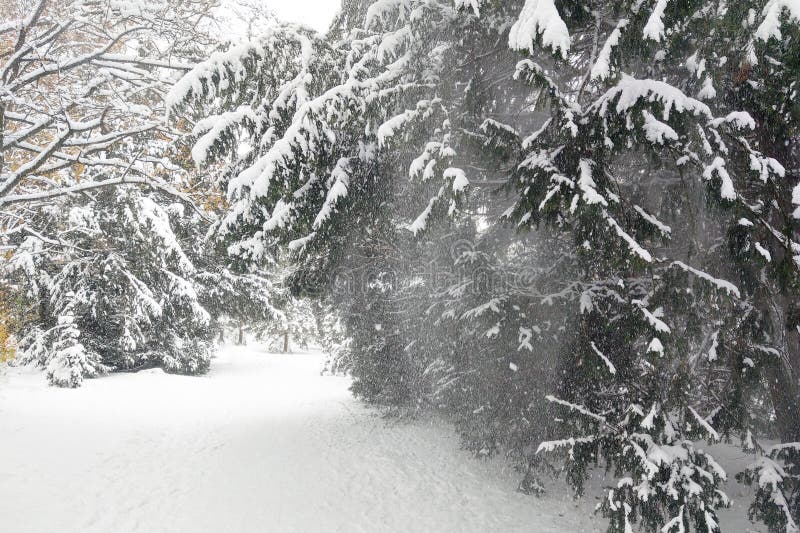 Snow-covered Trails and Trees in the Forest in Winter. Stock Image ...