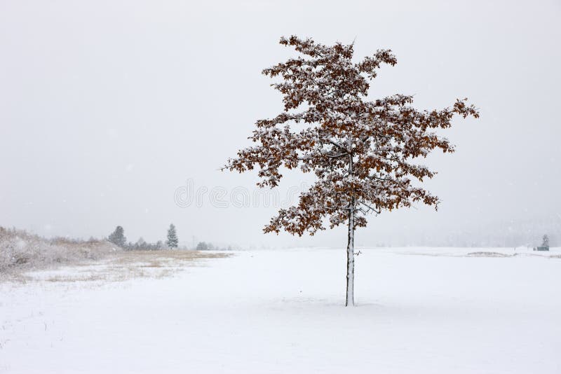 Snow covered tree. stock image. Image of overcast, visibility - 27684981