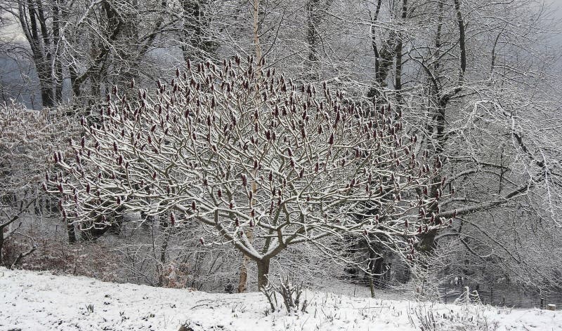 Snow Covered Tree in the Alps, Argentiere, France Stock Image - Image ...