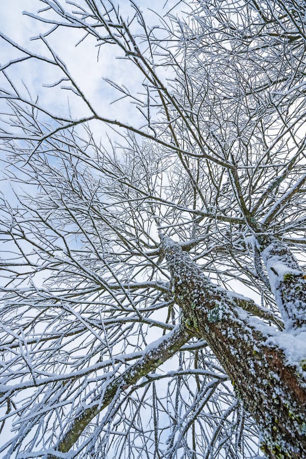 Snow covered tree stock photo. Image of outdoor, frosty - 48583796