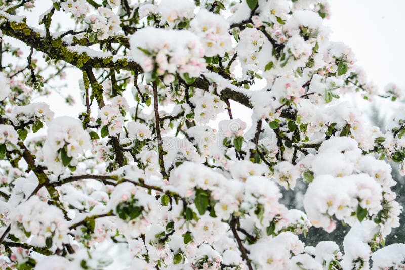 Snow Covered Tree Blossoms on Spring Stock Image - Image of bright ...