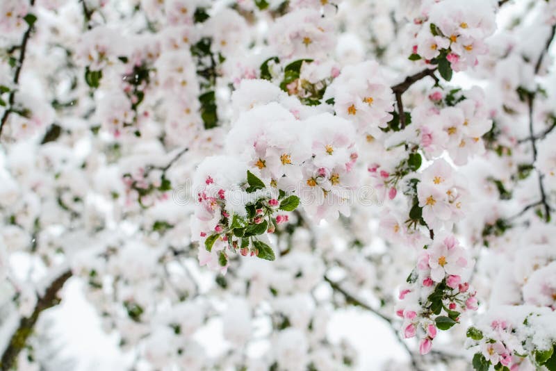 Snow Covered Tree Blossoms On Spring Stock Photo - Image of leaf ...