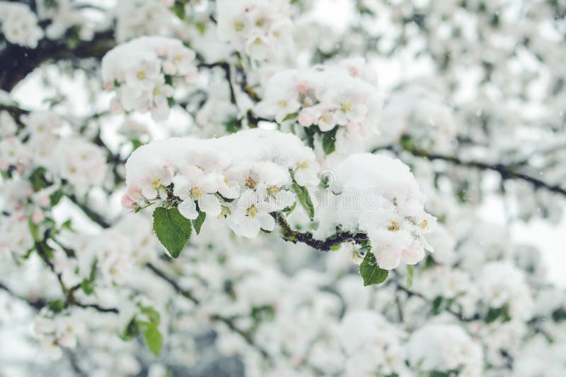 Snow Covered Tree Blossoms on Spring Stock Image - Image of cloudy ...
