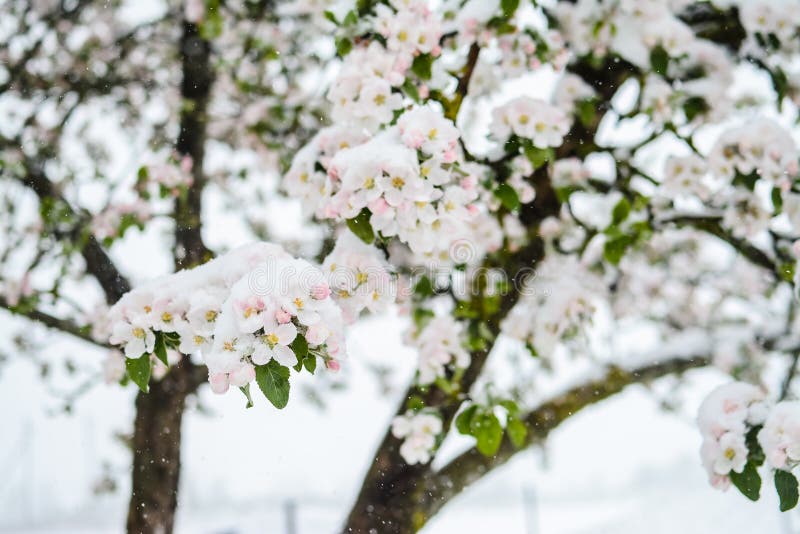 Snow Covered Tree Blossoms on Spring Stock Photo - Image of leaf, pink ...