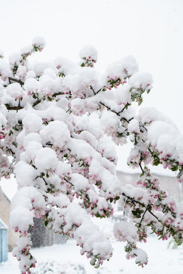 Snow Covered Tree Blossoms on Spring Stock Image - Image of garden ...