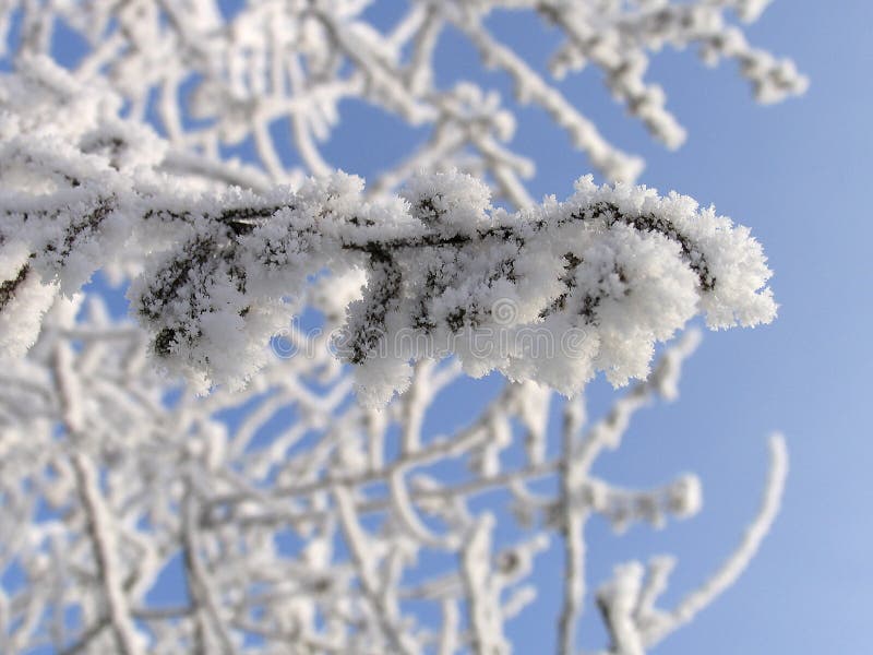A Snow-covered Tree Branch on the Background of a Pattern of Small Snow ...