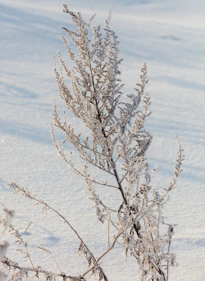 A Snow Covered Tree Branch with Frost on it Stock Image - Image of ...