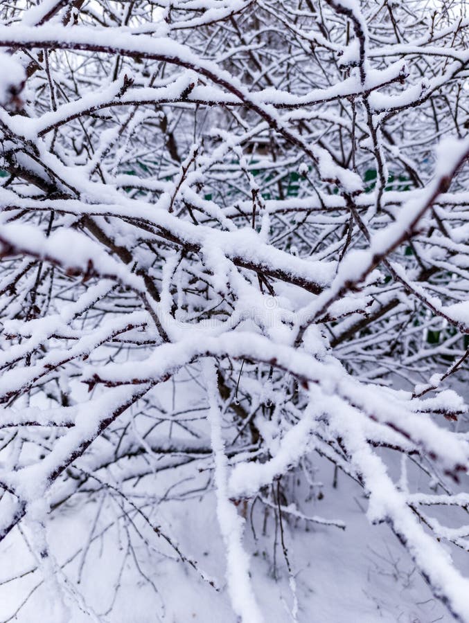 A Snow Covered Tree Branch in the Middle of a Snowy Forest Stock Photo ...