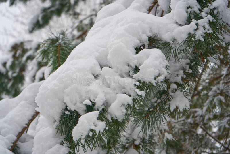 Snow-covered Tree Branch,a Pine Branch is Covered with Snow Stock Photo ...