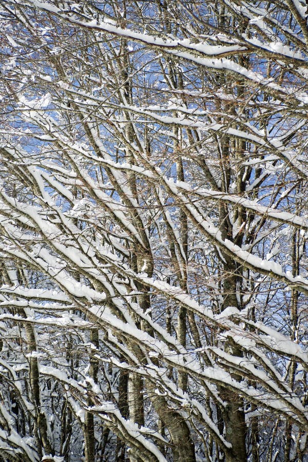 Snow-covered tree branch stock photo. Image of snowy - 124189774