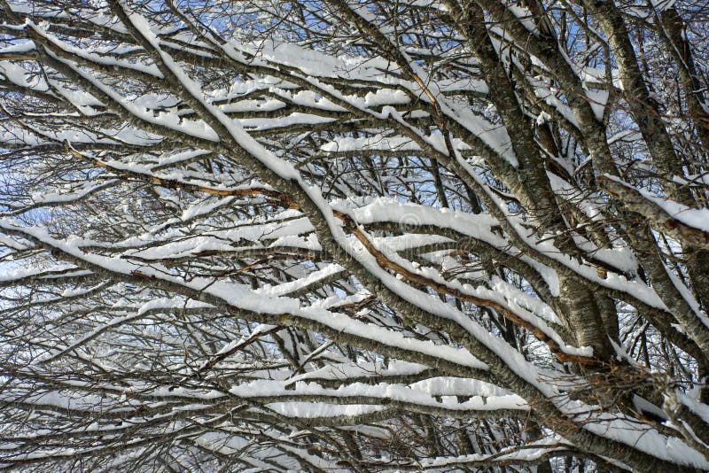 Snow-covered tree branch stock photo. Image of scenic - 124190660