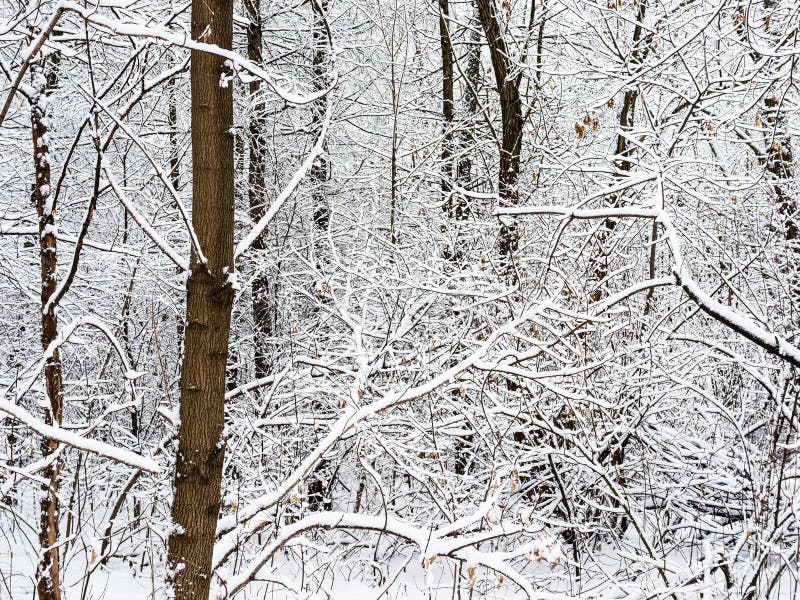 Snow-covered Tree Branches in City Park in Winter Stock Image - Image ...
