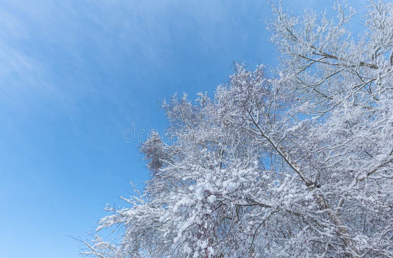 Winter Background Looking Up Into A Tree In A Snowy Weather Stock Photo ...