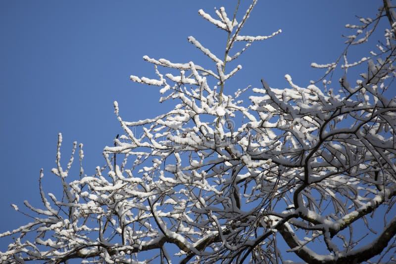 Snow-Covered Tree Branches stock image. Image of natural - 253431429