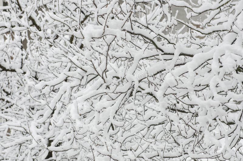 Snow covered tree branches stock image. Image of outdoor - 132024187