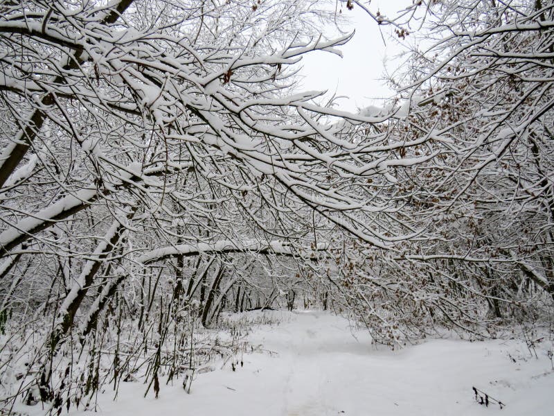 Snowy Tree. Winter 2022-2023 in Belarus Stock Image - Image of december ...