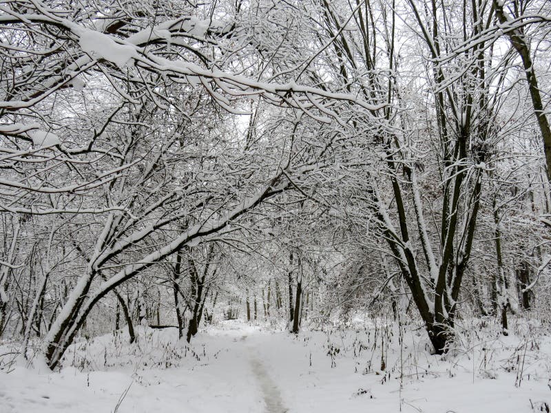 Snowy Tree. Winter 2022-2023 in Belarus Stock Image - Image of outdoor ...