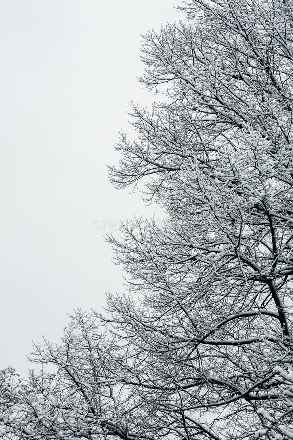 Snow covered tree branches stock image. Image of background - 95732215
