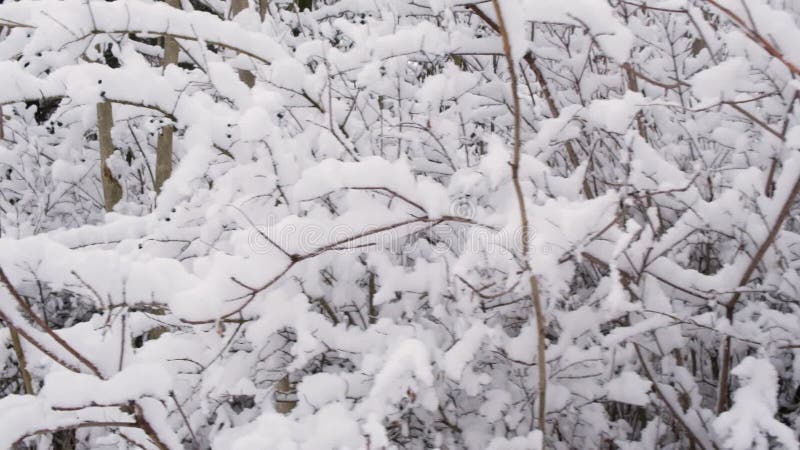 Snow-covered Tree Branches in the Winter Forest, Snow on the Trees. Stock Footage - Video of ...