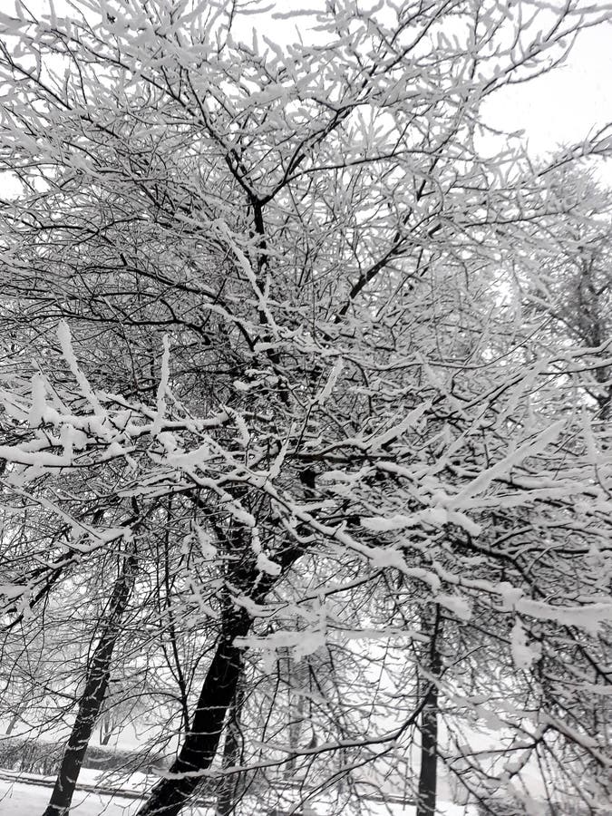Snow-covered Tree Branches. Stock Image - Image of frost, freezing ...
