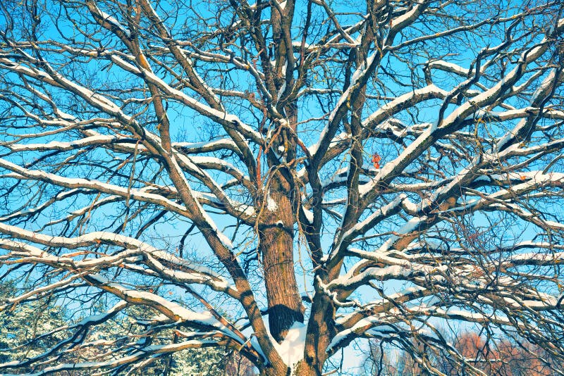 Snow Covered Tree on a Cold Sunny Winter Day Stock Photo - Image of ...