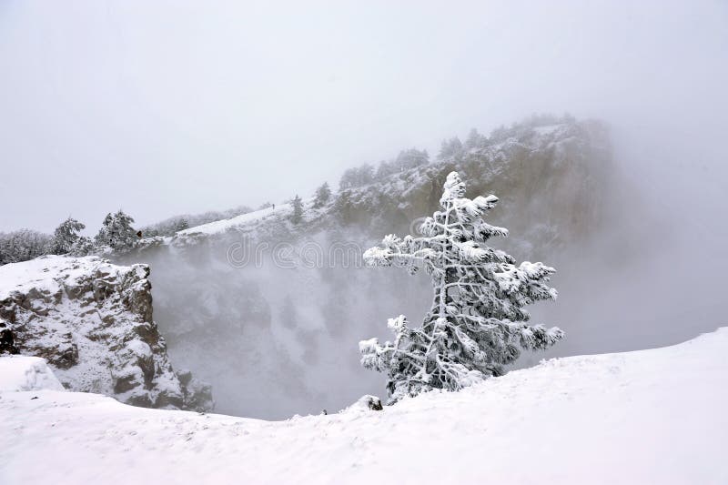 Snow-covered tree stock image. Image of boulders, cold - 82754851