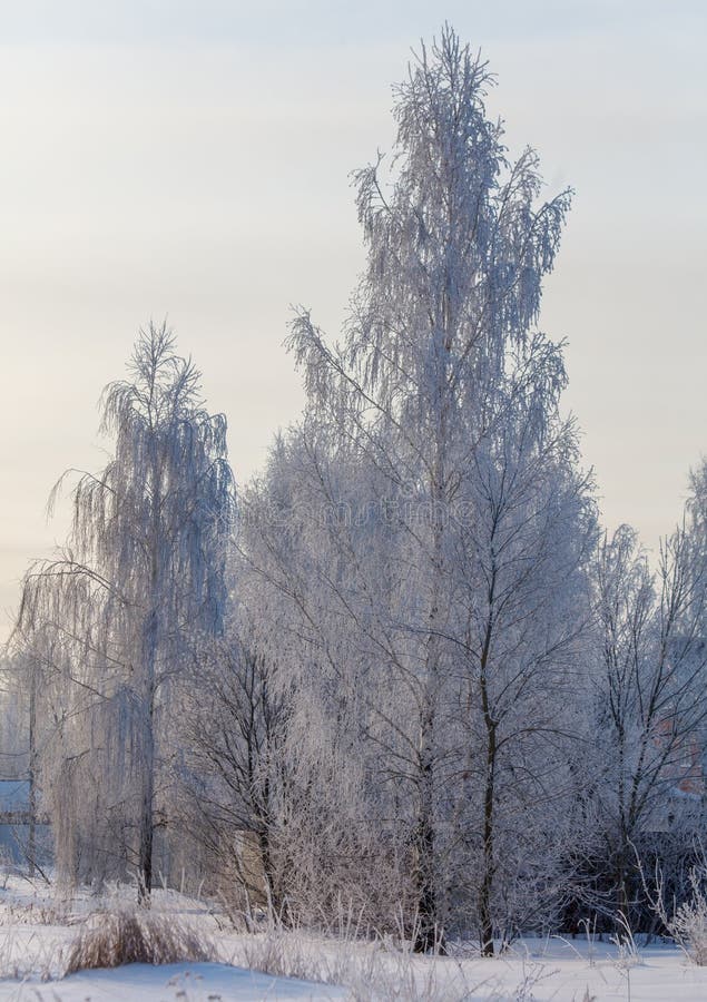 A Snow Covered Tree with a Few Branches Still Green Stock Image - Image ...