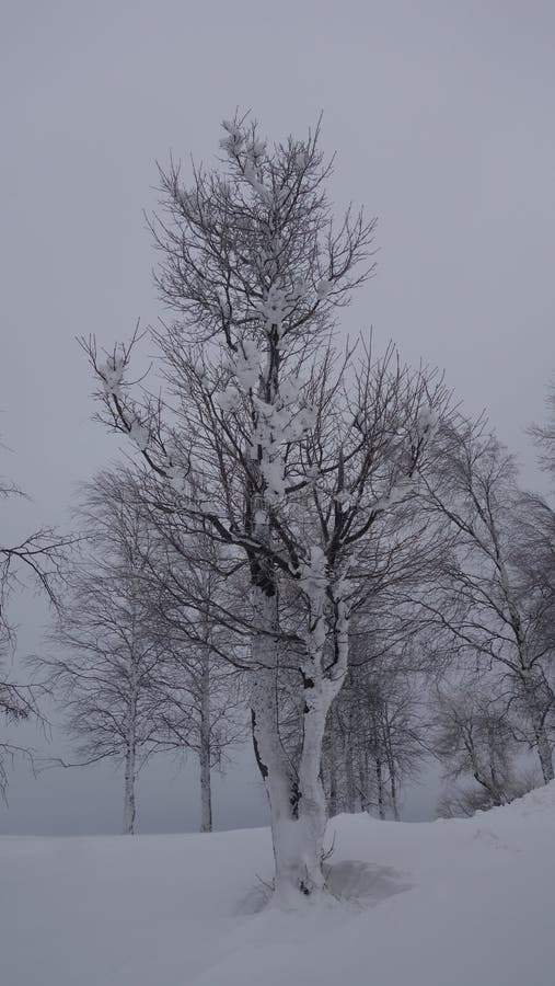 Snow-covered Tree and Grey Sky Stock Image - Image of cold, grey: 178768785