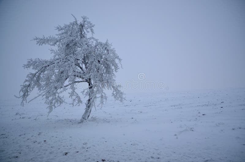 Blizzard Snow Covered Lone Tree Stock Photo - Image of white, blizzard ...