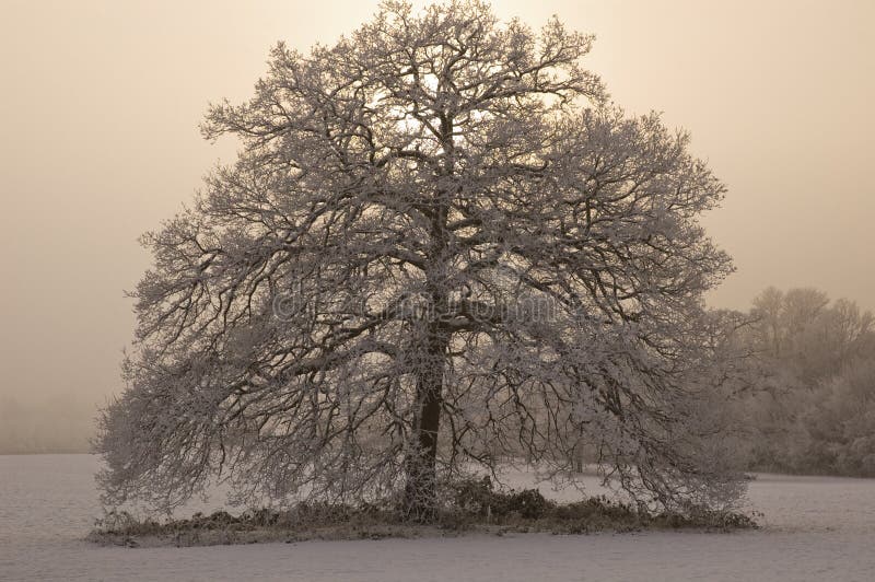 Snow Covered Tree with Misty Background Stock Image - Image of ...