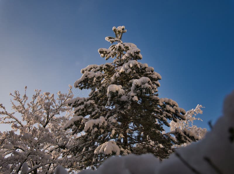 A Snow-covered Tree in the Morning in Sunshine Stock Photo - Image of ...