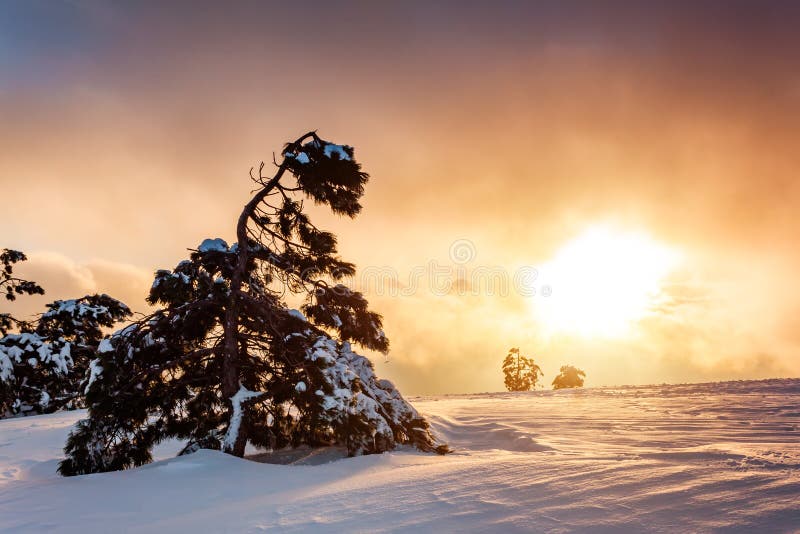 Snow-covered Tree Over a Cliff in the Mountains in Winter Stock Photo ...