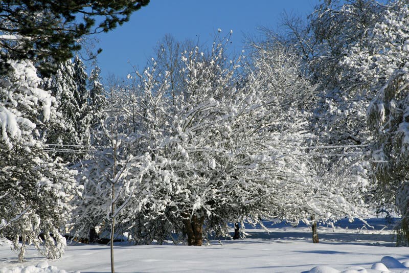 Snow Covered Tree In The Park Stock Image - Image of flora, clear: 13696493