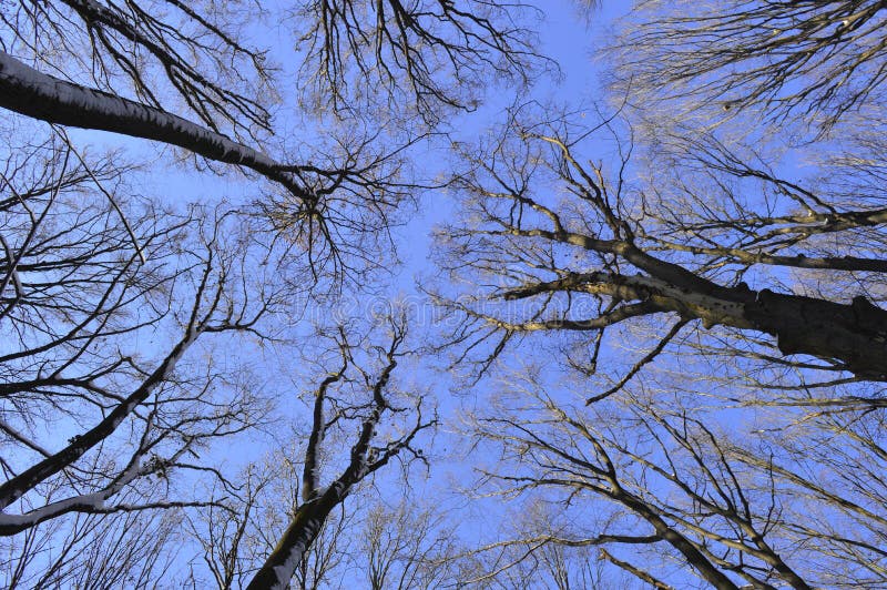 Snow Covered Tree Perspective View Looking Up Stock Image - Image of ...