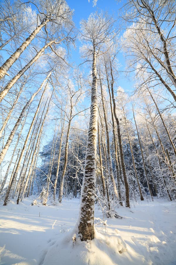 Snow Covered Tree Perspective View Looking Up Stock Photo - Image of ...