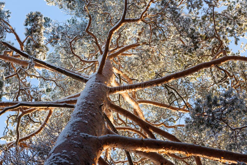 Snow Covered Tree Perspective View Looking Up Stock Image - Image of ...