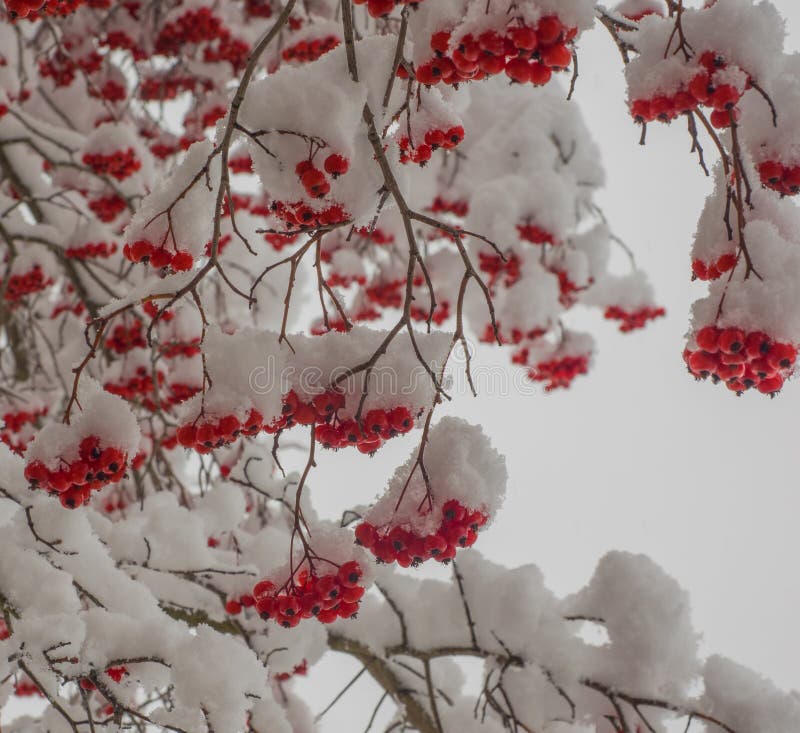 Snow Covered Tree with Red Berries Stock Image - Image of cold, winter ...