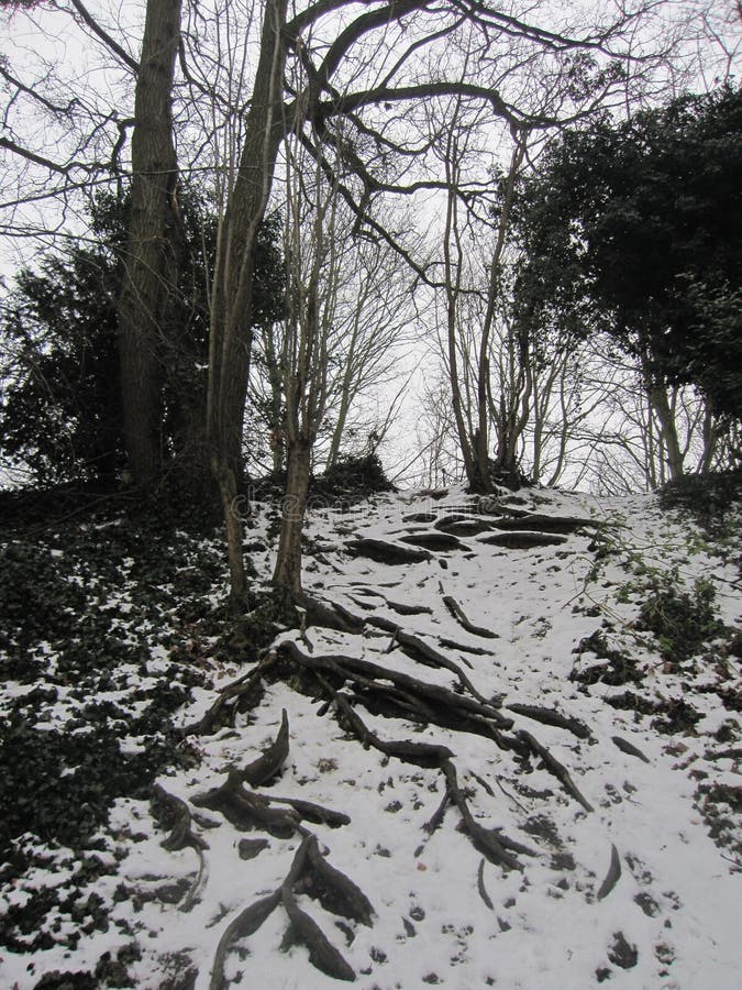 Cold Tree Roots stock image. Image of winter, snow, roots - 111272067