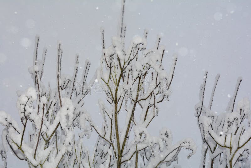 Snow-covered Tree with Snowflakes Stock Photo - Image of storm, tree ...